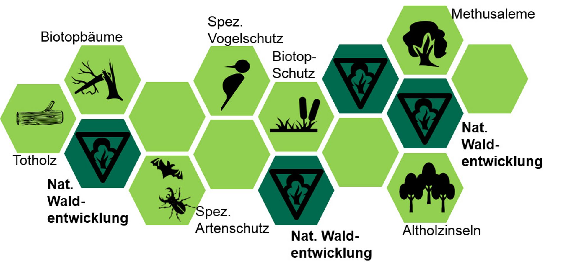 Naturnahe Forstwirtschaft | Erlebe Bruder Wald